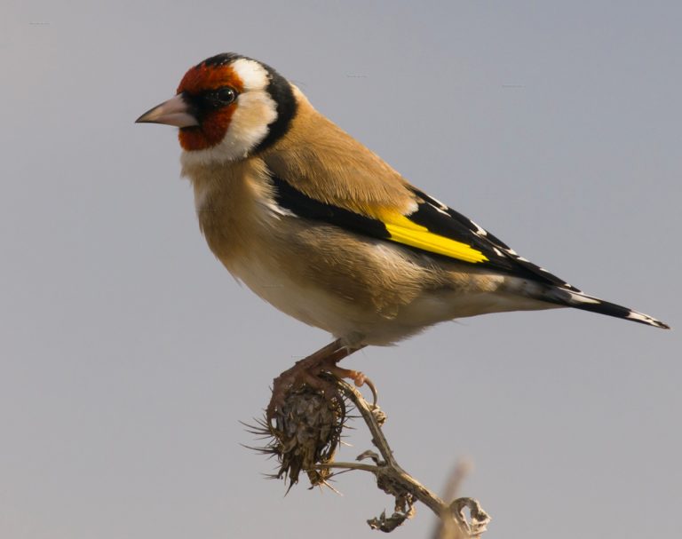 Las plumas y el plumaje de las aves | sobreaves.com