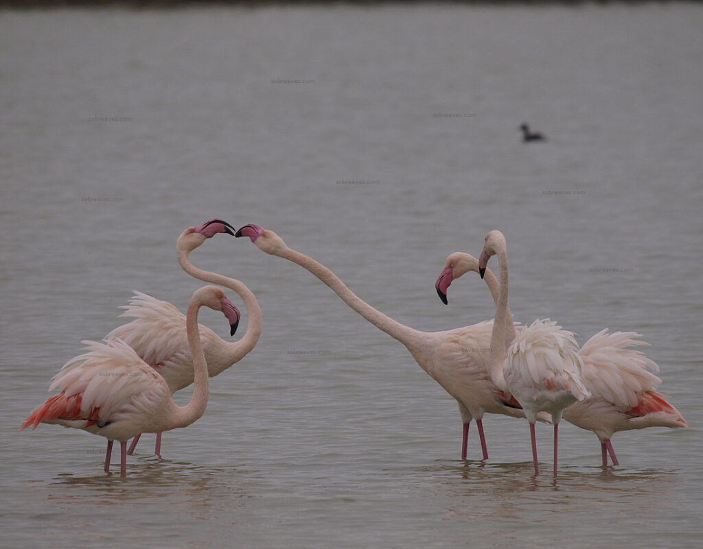 La vista de las aves | sobreaves.com